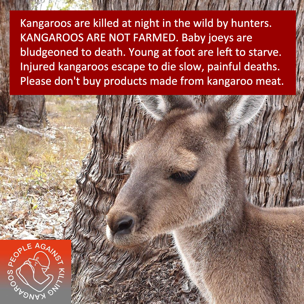 Free Downloads - Kangaroo