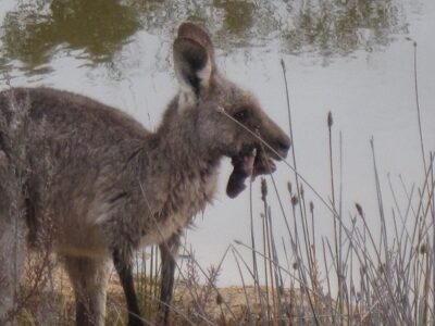 Myths About Kangaroos - Kangaroo