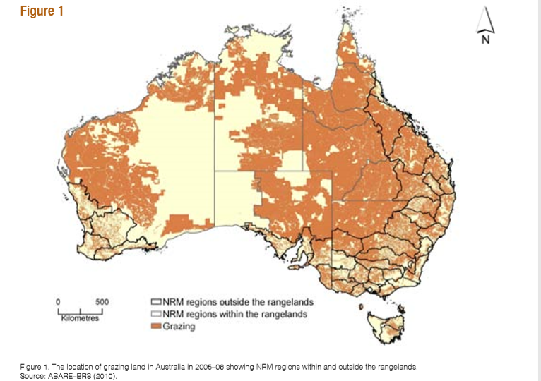 Culling Kangaroos for Money - Kangaroo