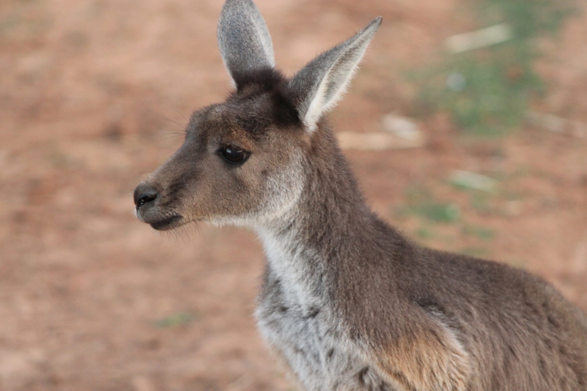 Photo Gallery - Kangaroo