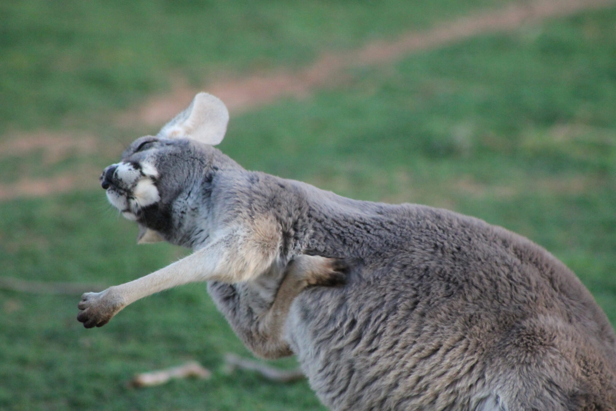 Photo Gallery - Kangaroo