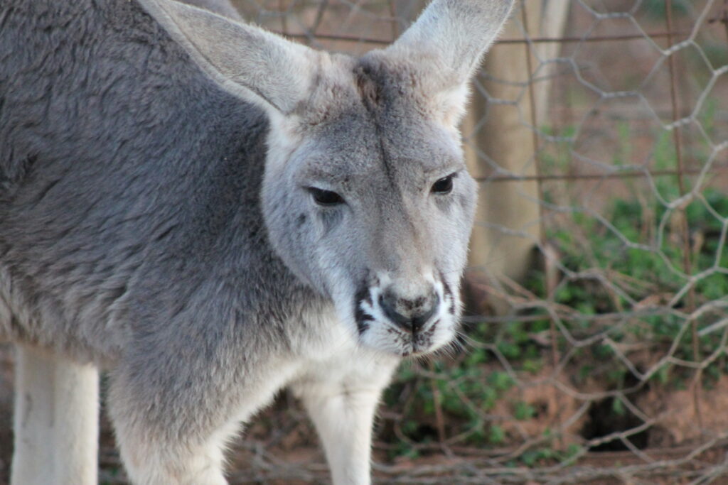 Photo Gallery - Kangaroo