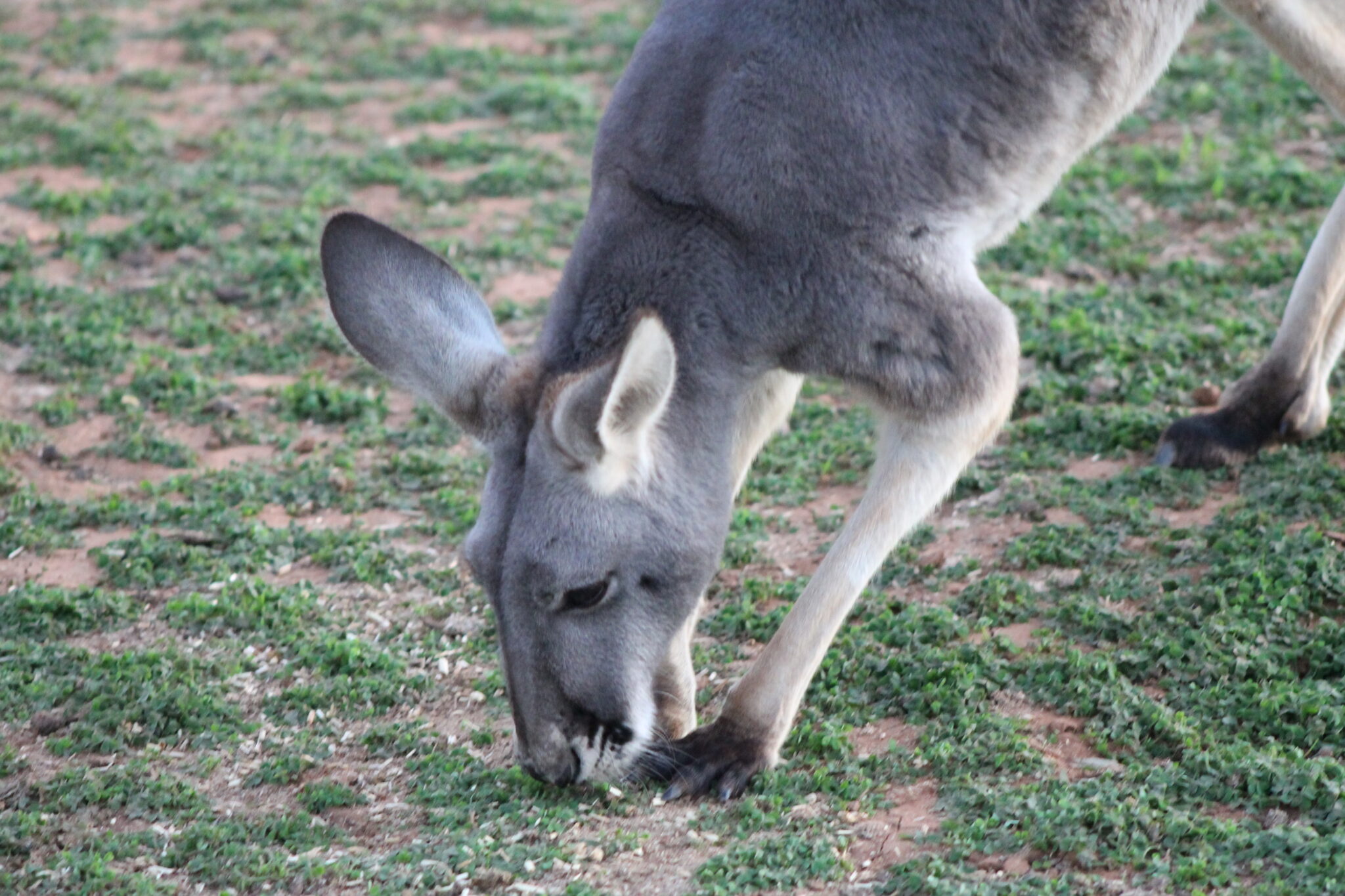 Photo Gallery - Kangaroo