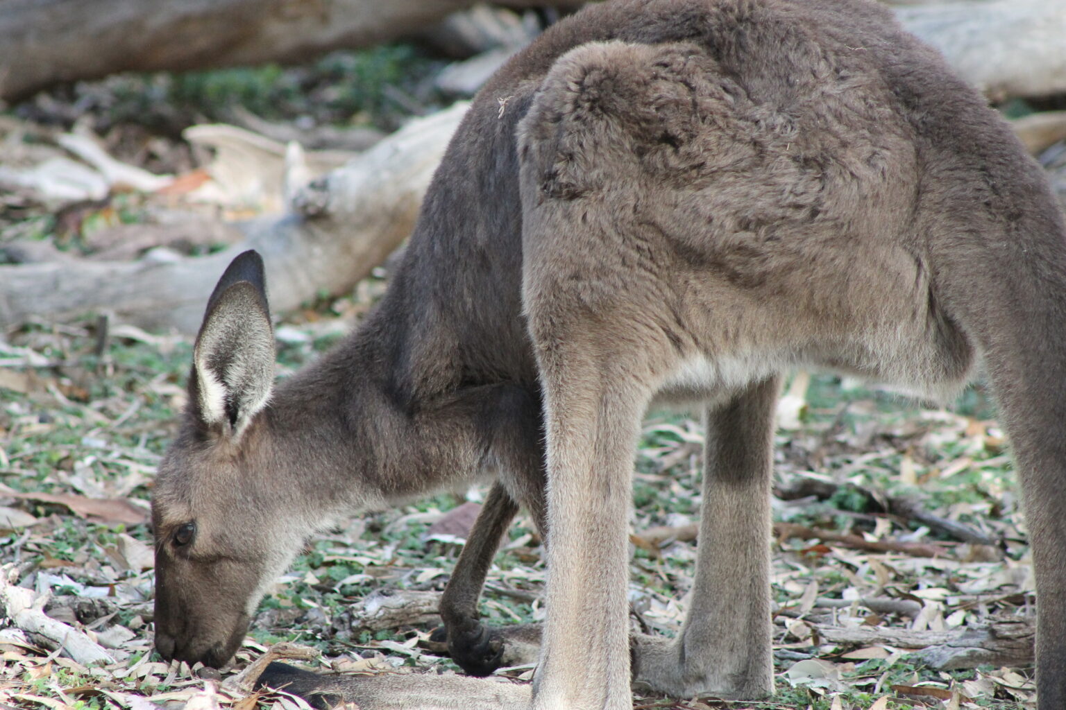 Photo Gallery - Kangaroo