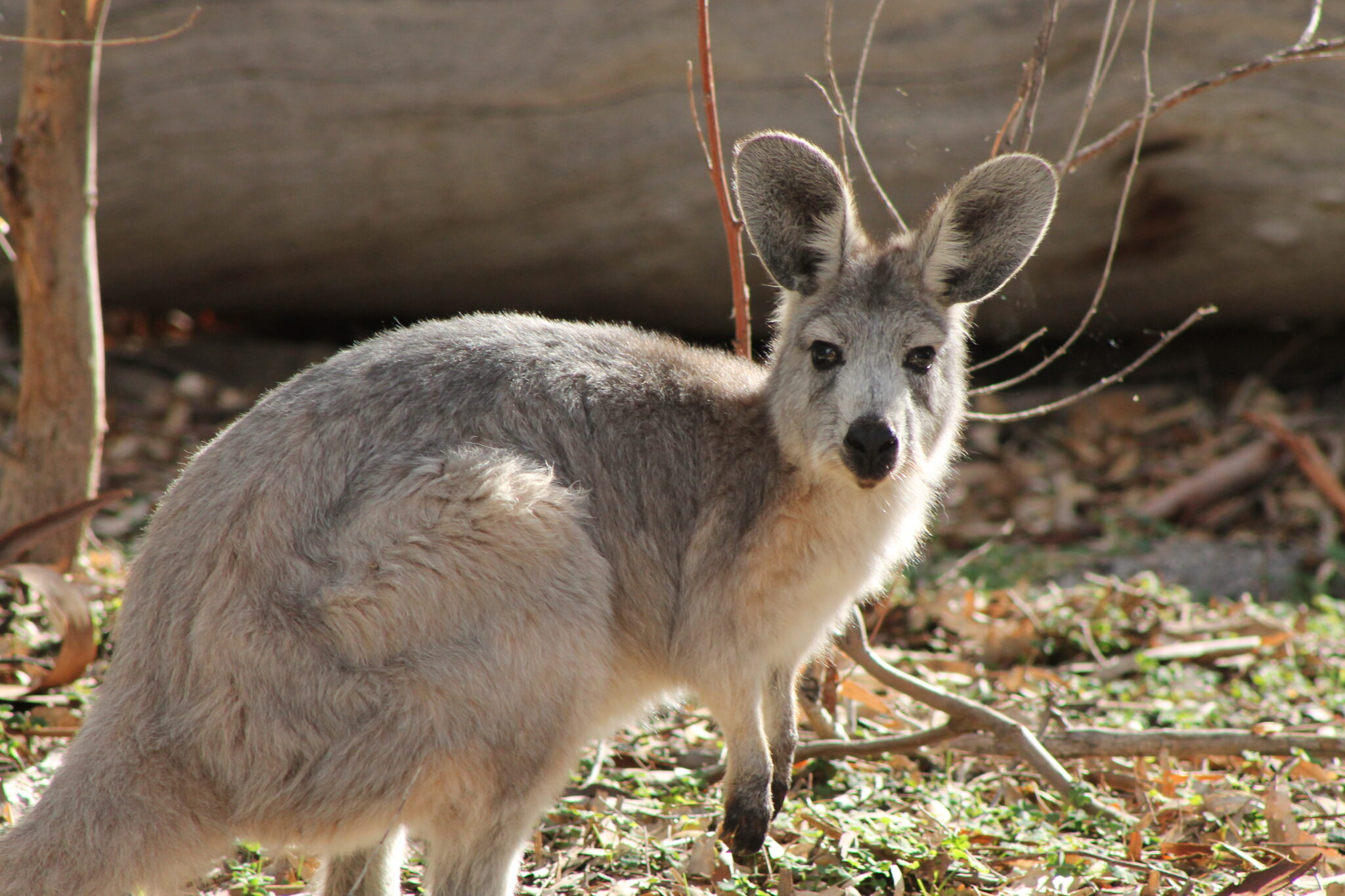 Photo Gallery - Kangaroo