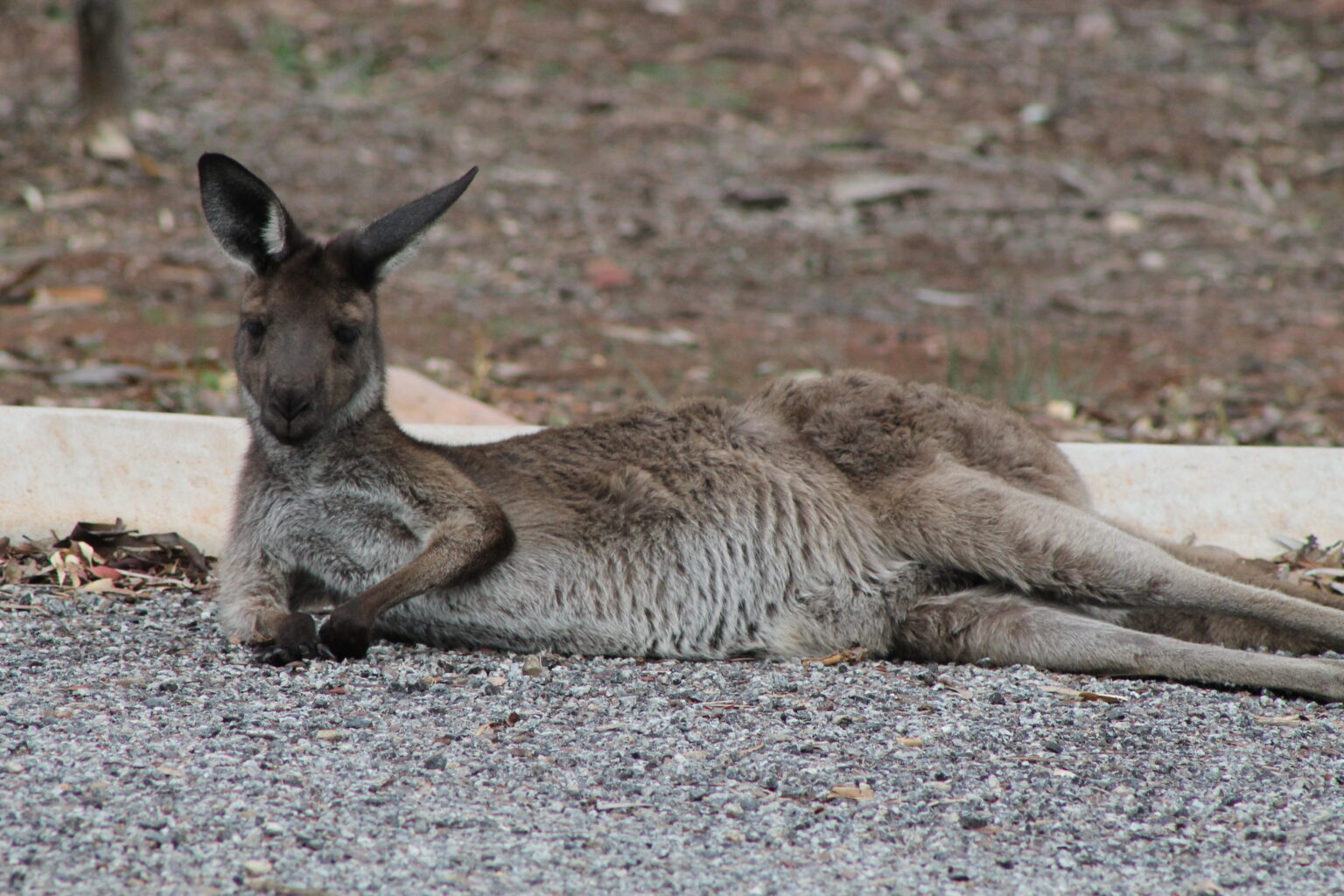 Photo Gallery - Kangaroo