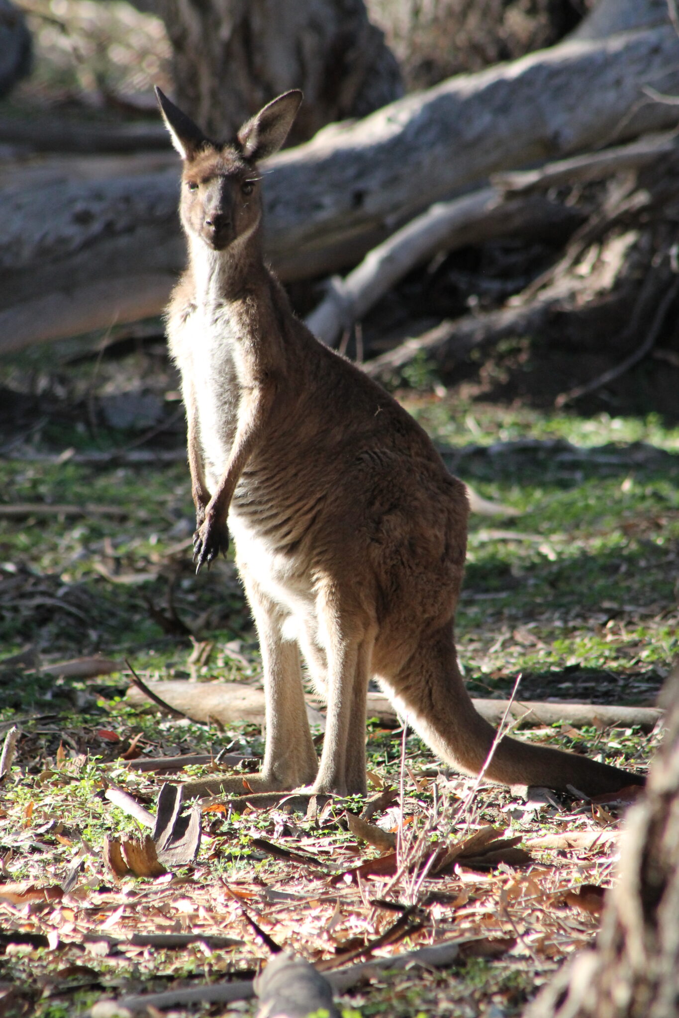 Photo Gallery - Kangaroo