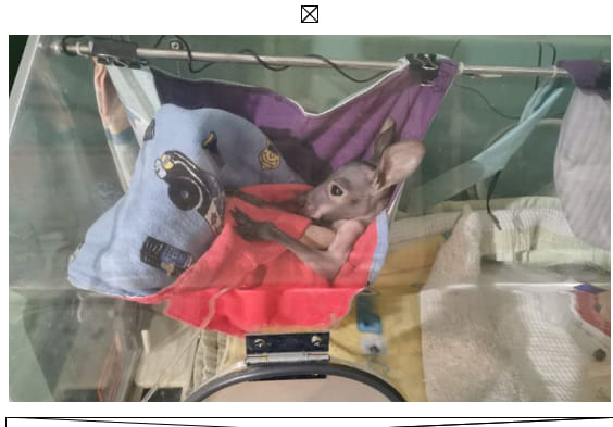 Photo Gallery - Kangaroo