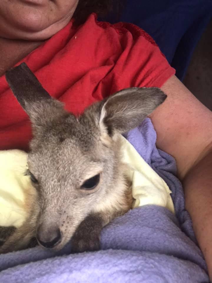 Photo Gallery - Kangaroo