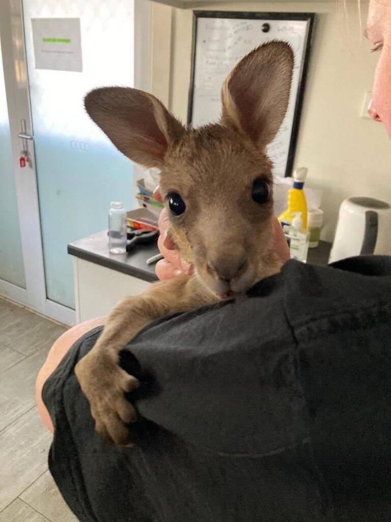 Photo Gallery - Kangaroo