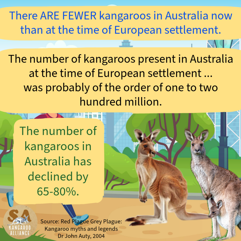 World Kangaroo Day - Kangaroo