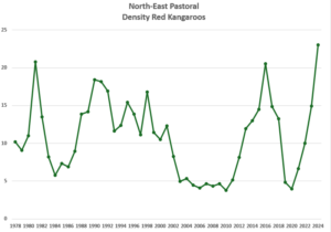 Red Kangaroo Numbers Soar - On Paper Only - Kangaroo